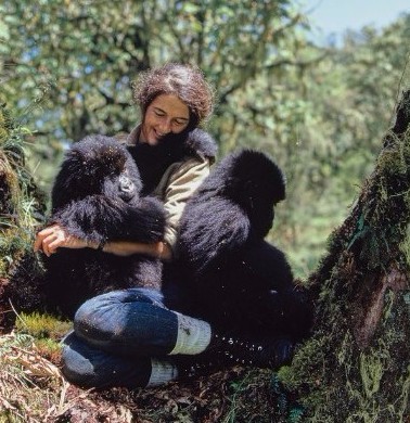 Exhibit Opening: Bob Campbell’s photographs of Dian Fossey’s Karisoke Research Center, 1968-1972 ...